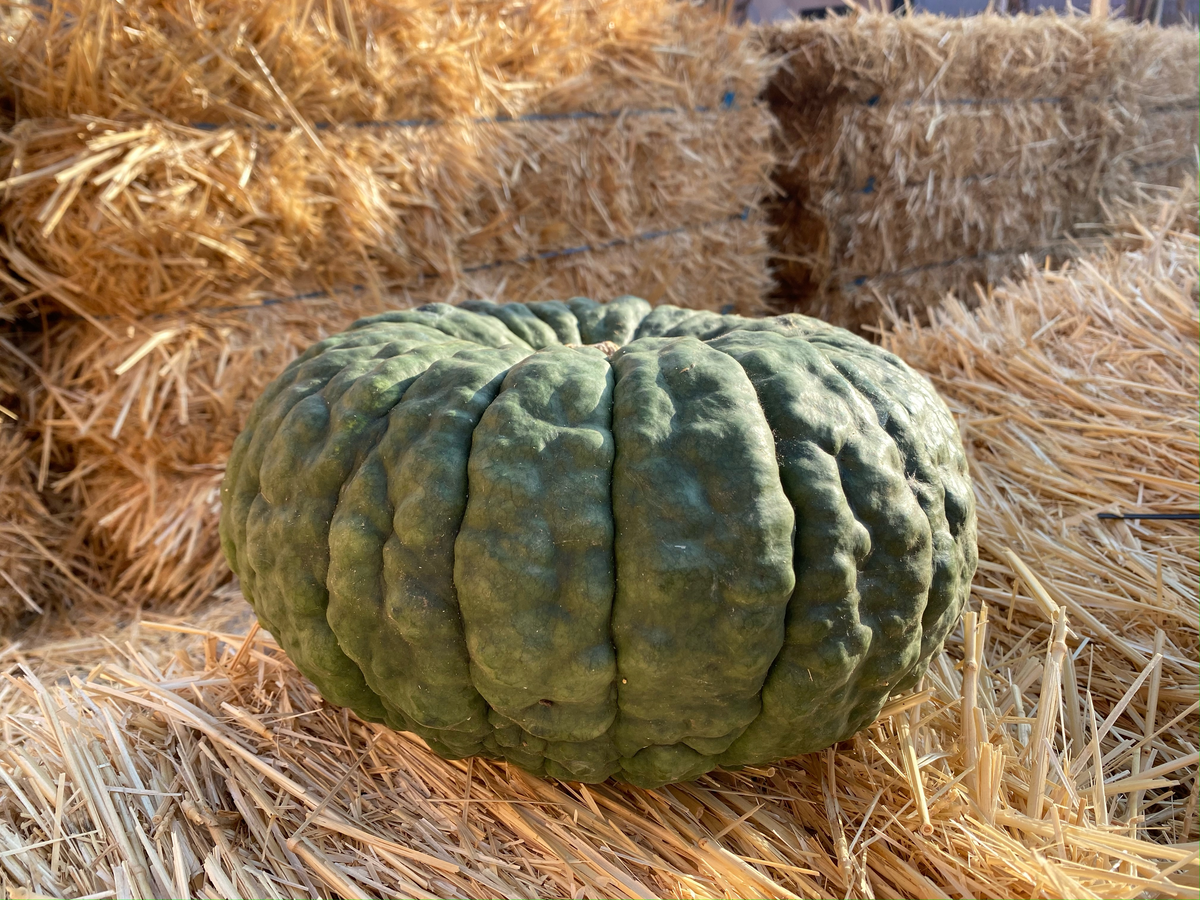 Cinderella Fairytale Gourd – Mr. Jack O' Lanterns Pumpkins